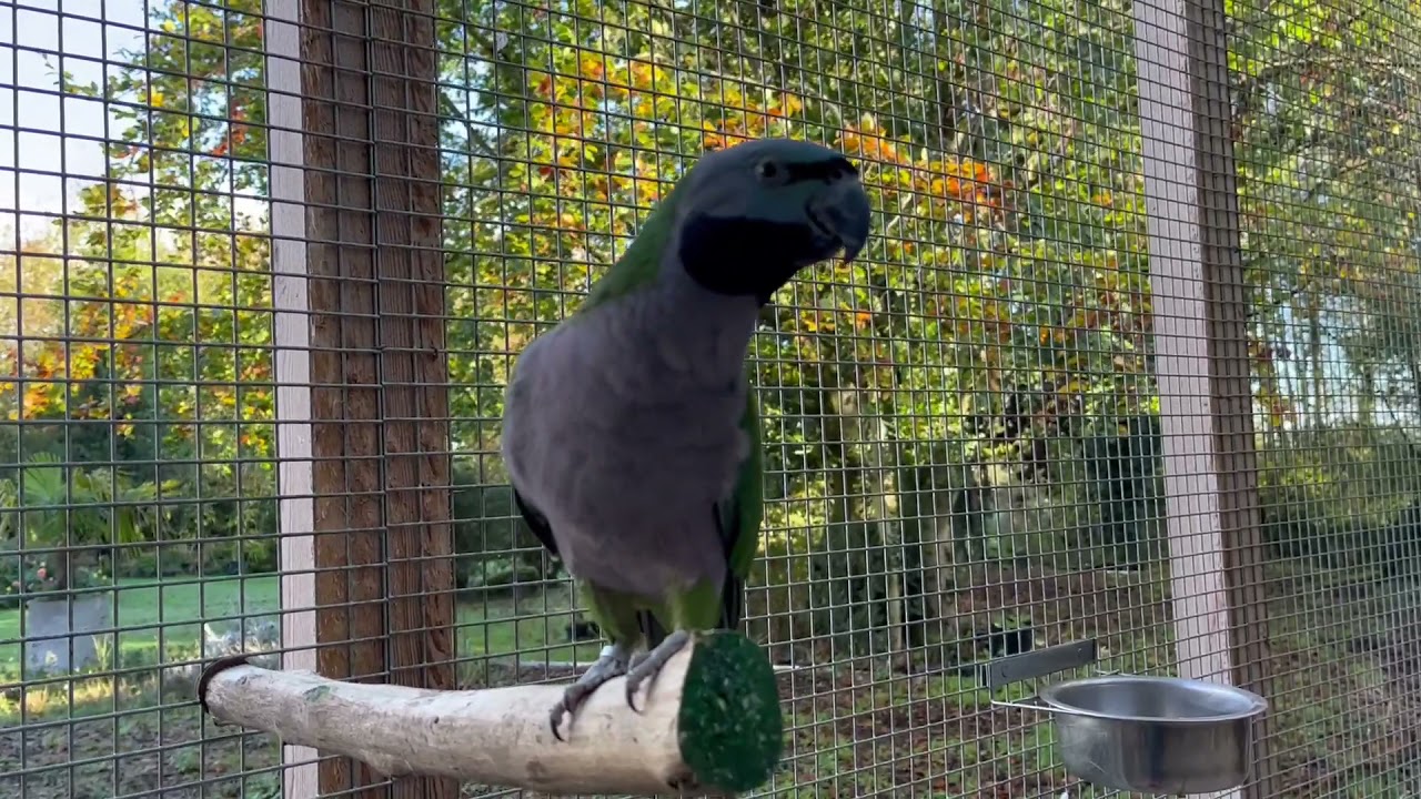 Lovely Moustache Parrot and the young one towards the End of the Video ...