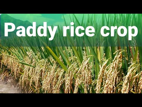 How to grow Rice Paddy Crop? step by step growing paddy |farming ...