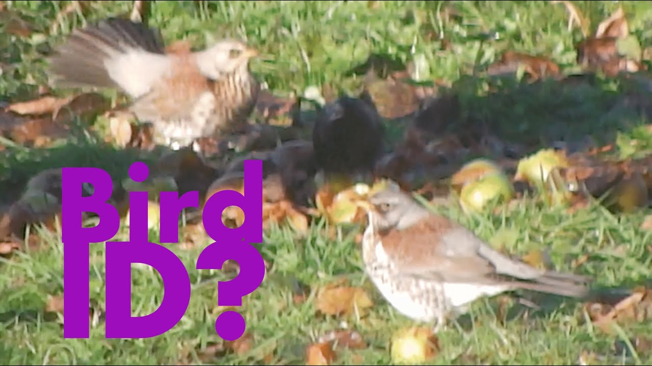Fleeting Visitors • Blackbirds finishing off the apples • Tincone ...