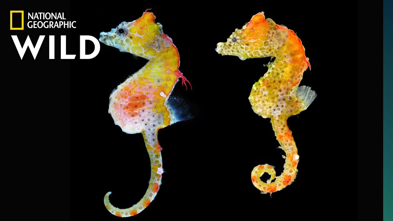 Worlds Smallest Seahorse