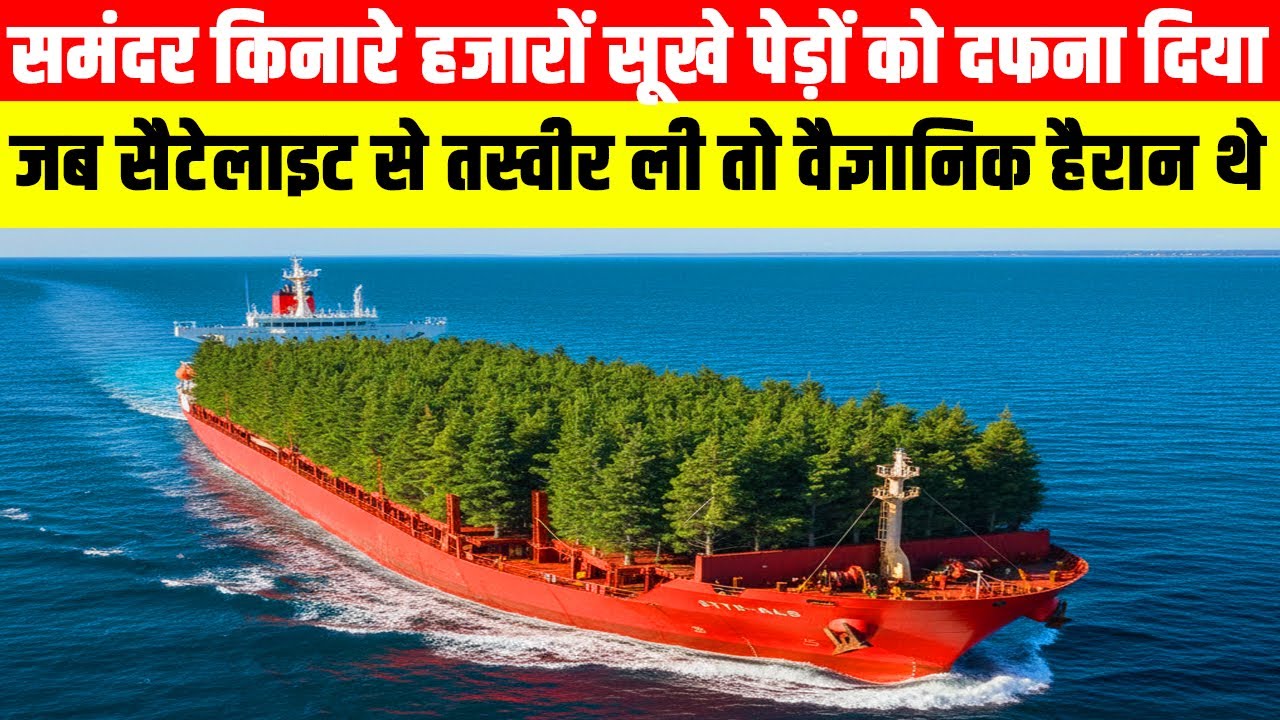 Texas Buried Thousands of Dead Trees Under the Gulf of Mexico's Shore ...