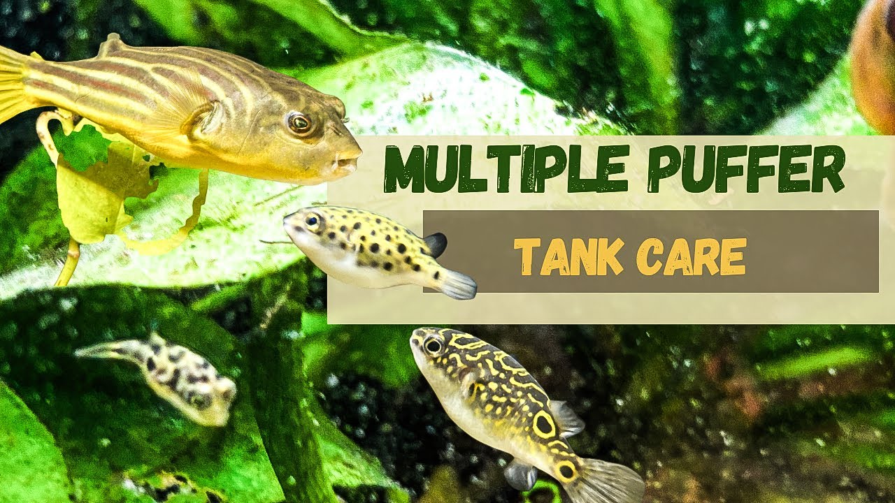 Caring for Multiple Puffers: What You Need to Know - YouTube