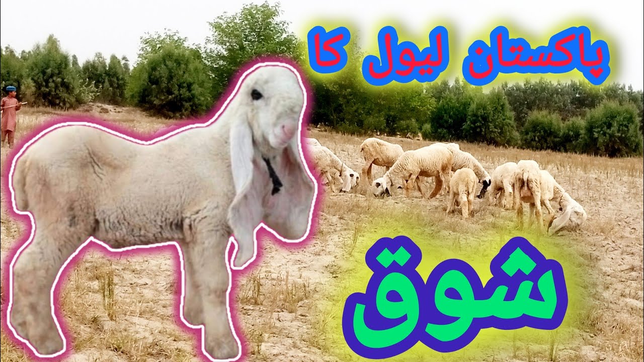 Pakistan ki top class Kajle sheeps of Khokhar Kajla Form I Most Best ...