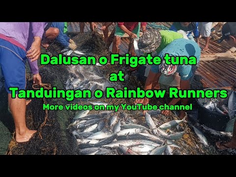 Dalusan o Frigate tuna at my kasamang Tanduingan o Rainbow Runners in ...