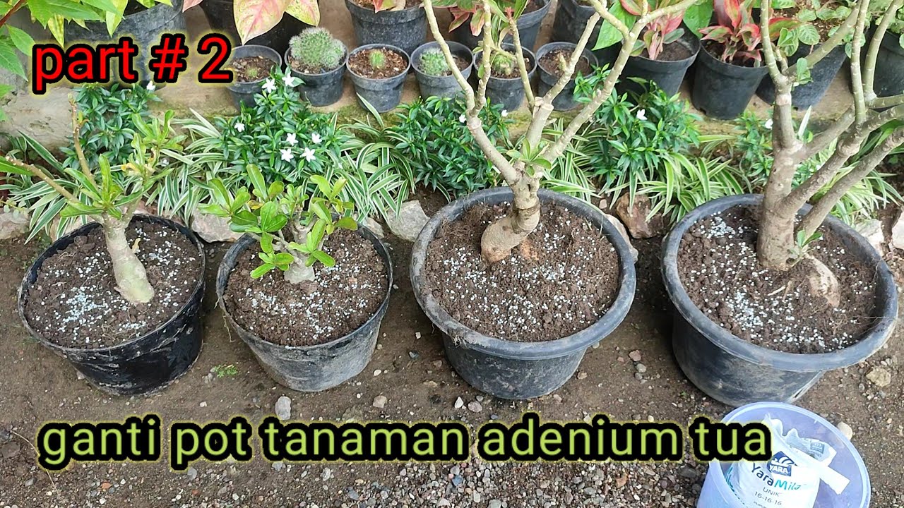 part#2 ganti pot pada adenium tua yang sudah berumur 10 tahun - YouTube