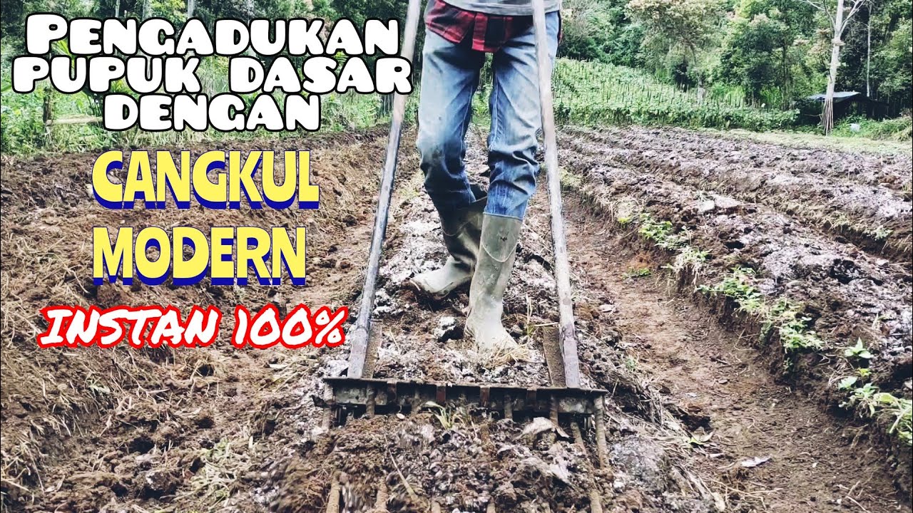 Pengadukan Pupuk Dasar Menggunakan CANGKUL MODERN / TERCAMPUR RATA ...