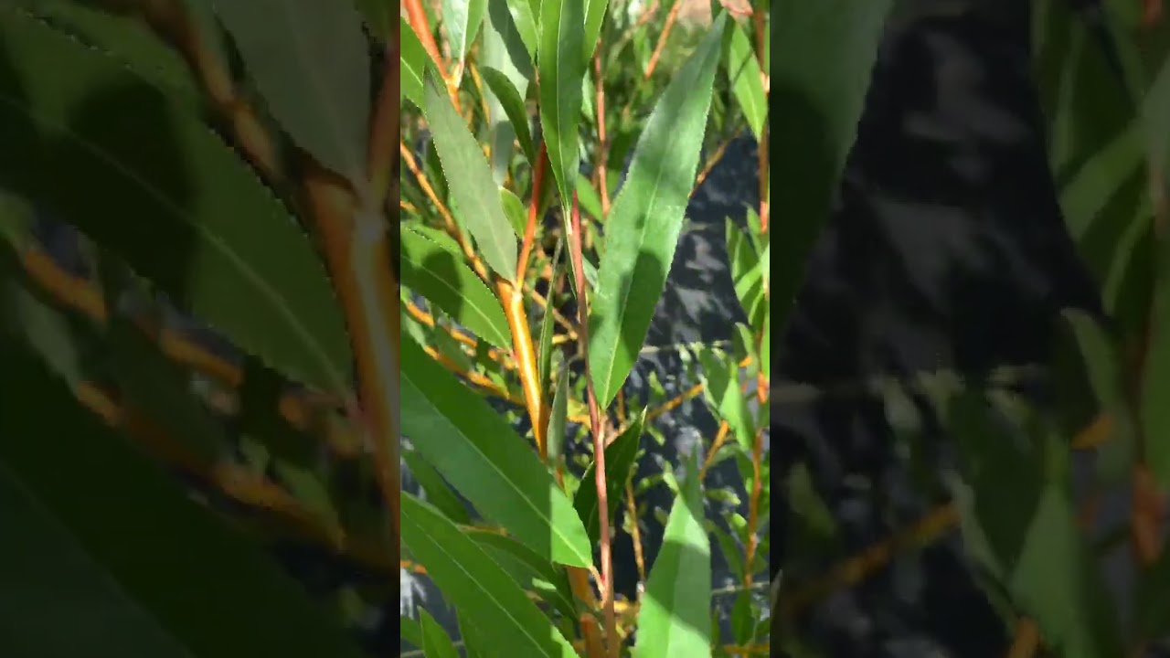 Flame Yellow Willow (Salix alba var vitellina ‘Flame Yellow') - Summer - YouTube