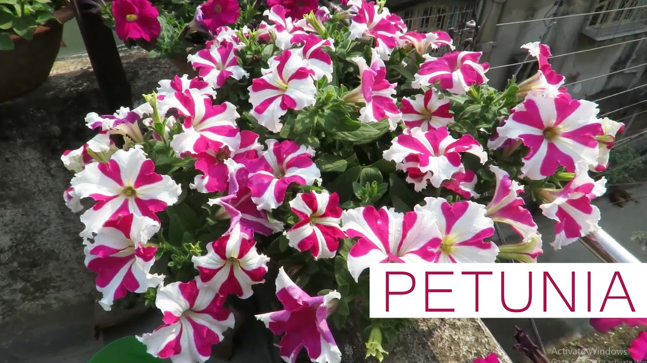 Petunia Flower / Petunia Plant Care / How to Grow Petunias Easily From Seed - YouTube
