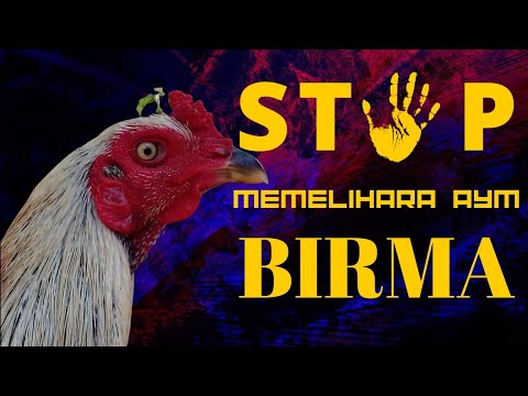 Mengenal Kebiasaan Ayam  Birma  Panduan untuk Peternak Pemula