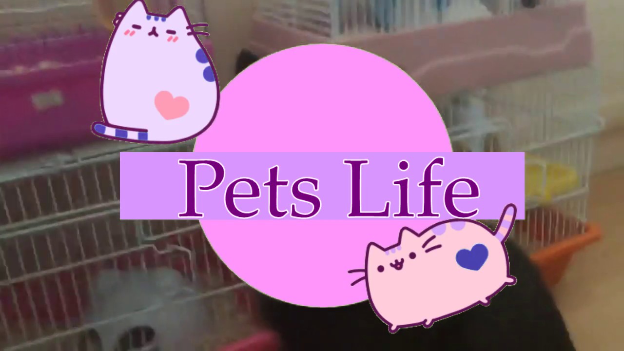 Трейлер Pets Life. - YouTube