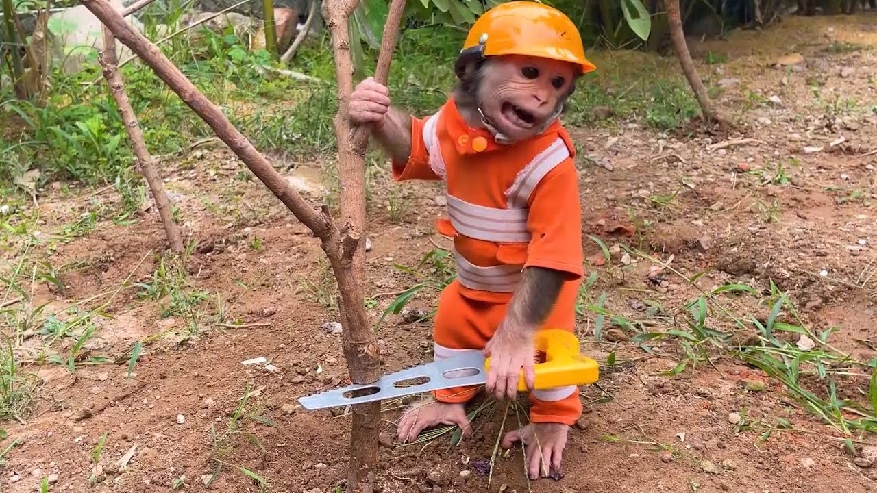 Bo Bo monkey cuts trees in the forest - YouTube