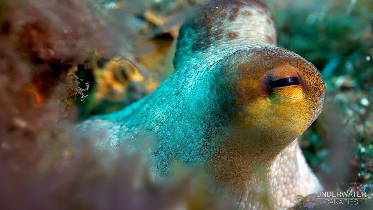 Young Octopus is shy but curious / Diving Tenerife - Underwater ...