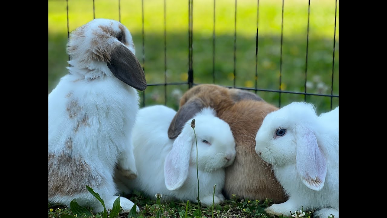 Rare Rabbit Captured on Camera - YouTube