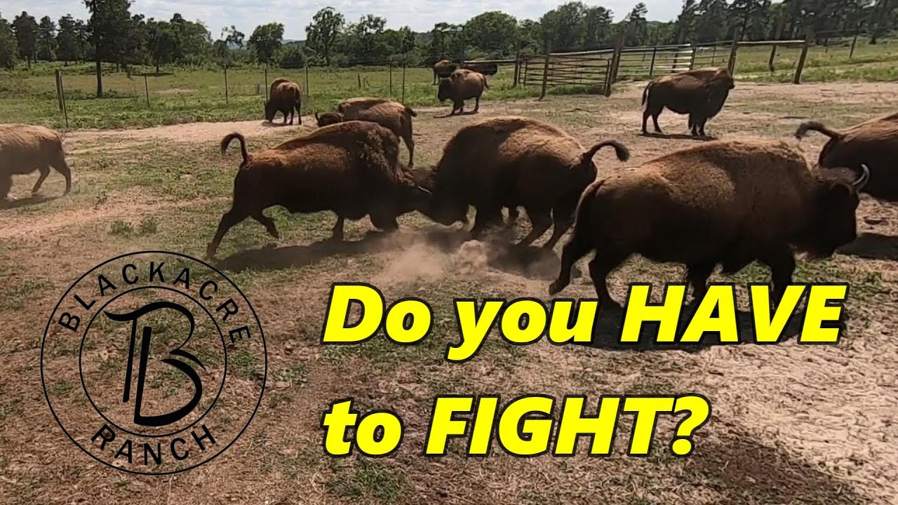 Ep. 269 - Major Bison Switch Up on the Ranch - YouTube