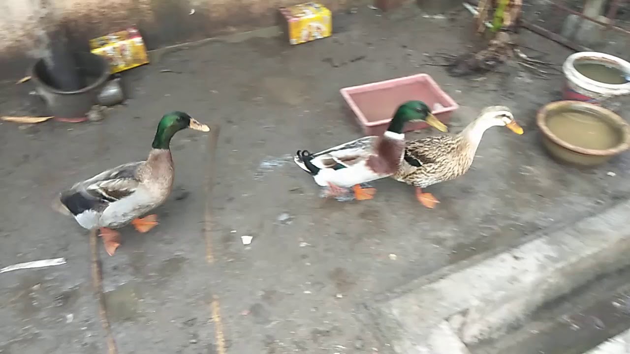 Itik Mallard / Angsa Kelabu Mengawan(4) - YouTube