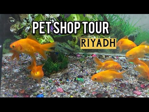 Pet Shop Tour| Pet Shops in Riyadh | Saudi Arabia - YouTube