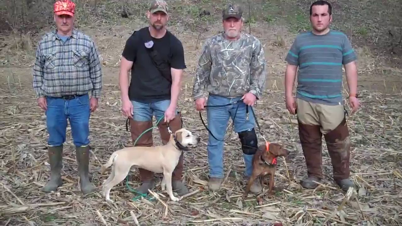 2010 UKC Squirrel Dog World - YouTube