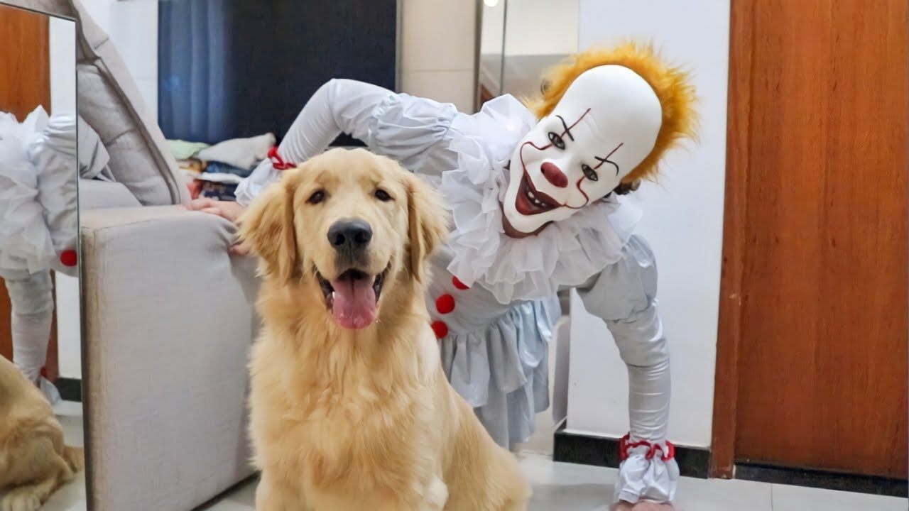 Halloween Prank: Pennywise Scares Dog - YouTube