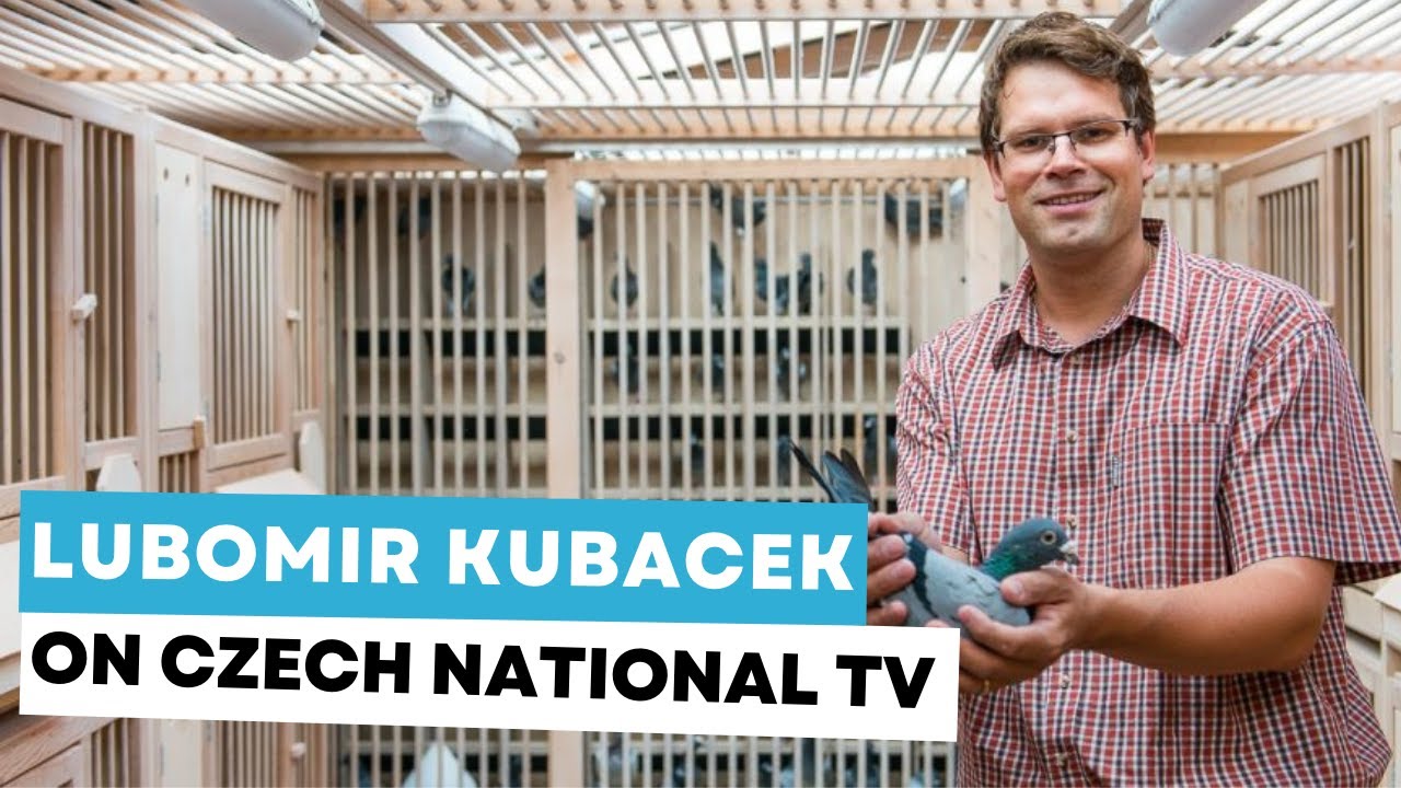 Lubomir Kubacek talks on Czech national TV about pigeon sport - YouTube