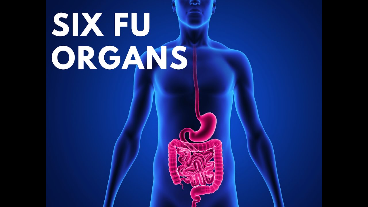 LAMP TCM SYNDROMES REVIEW 07: Kidneys, Stomach, Small Intestine, Large ...