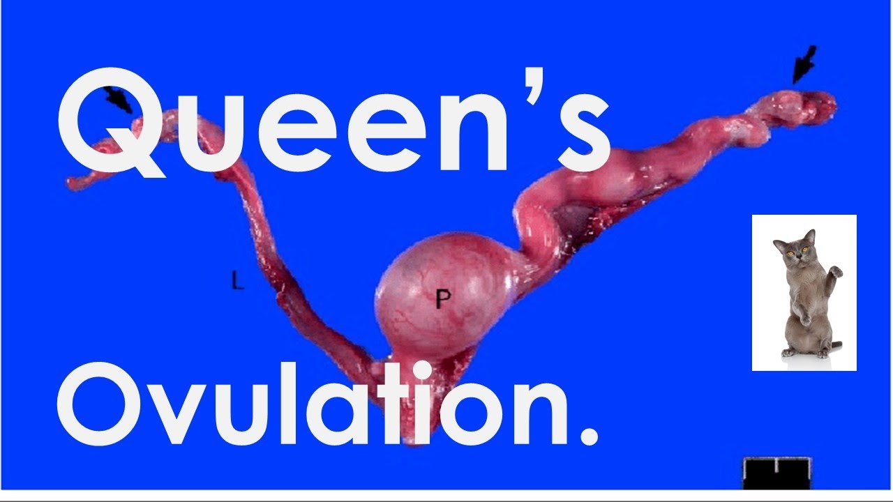 Did you know the Queen owns 2 fast food restaurants? Queen's ovulation ...