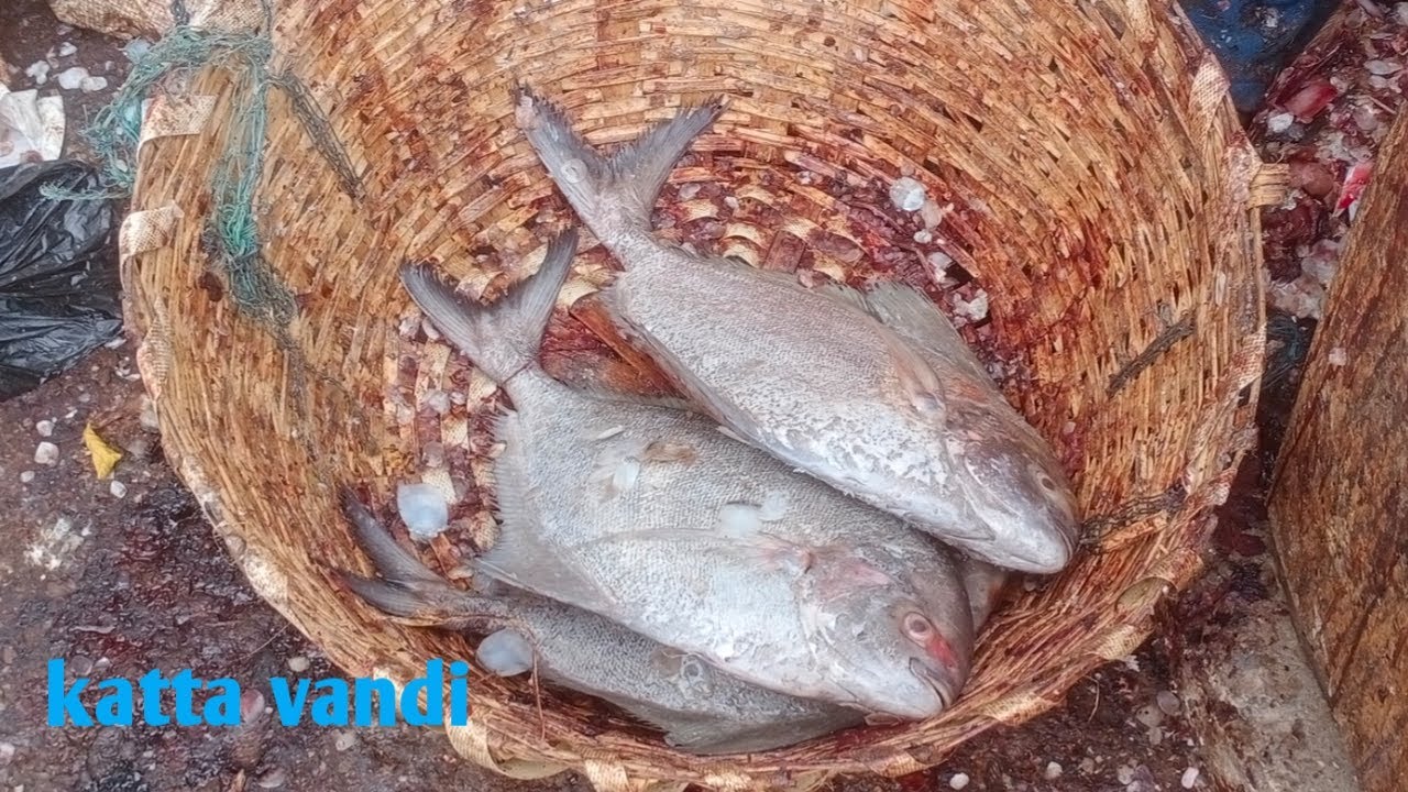 Black pomfret fish cutting /Chennai fish market katta vandi - YouTube