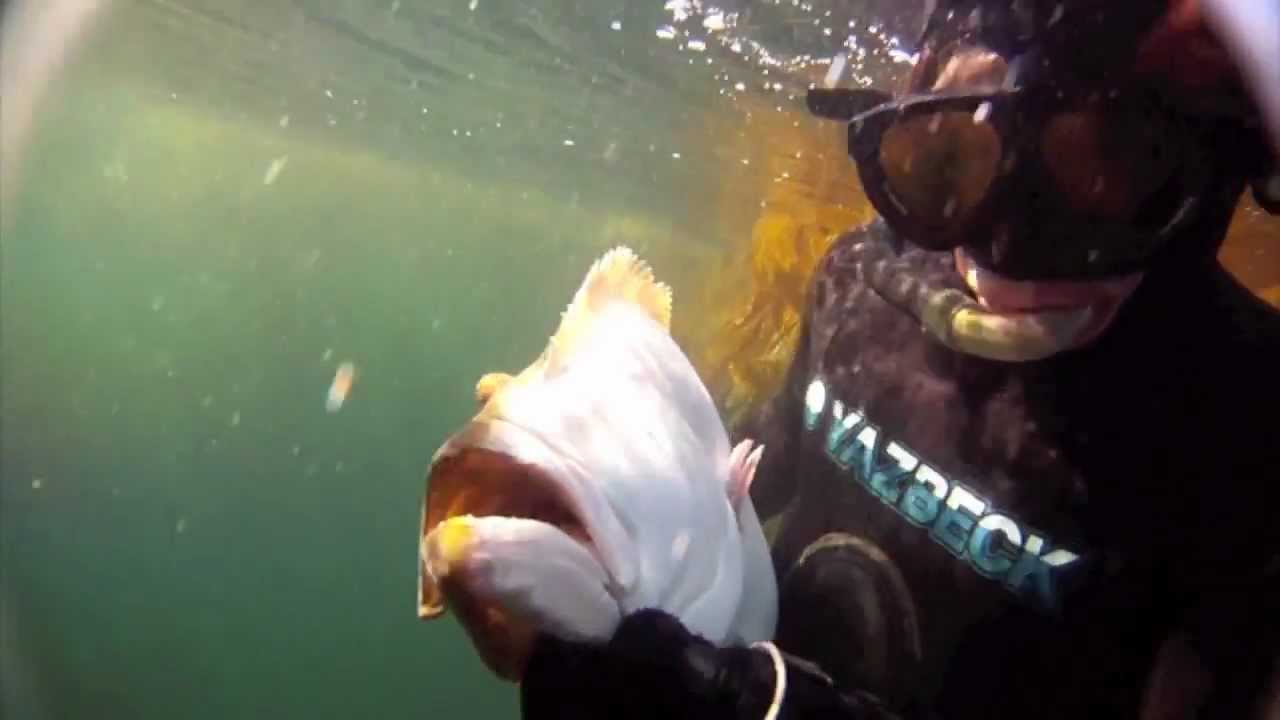 Halibut spearfishing 2012 - YouTube