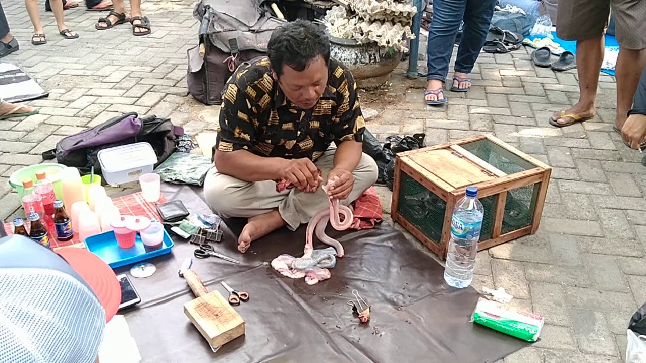 empedu ular cobra di jadikan obat (pasar burung Joyo madiun) - YouTube