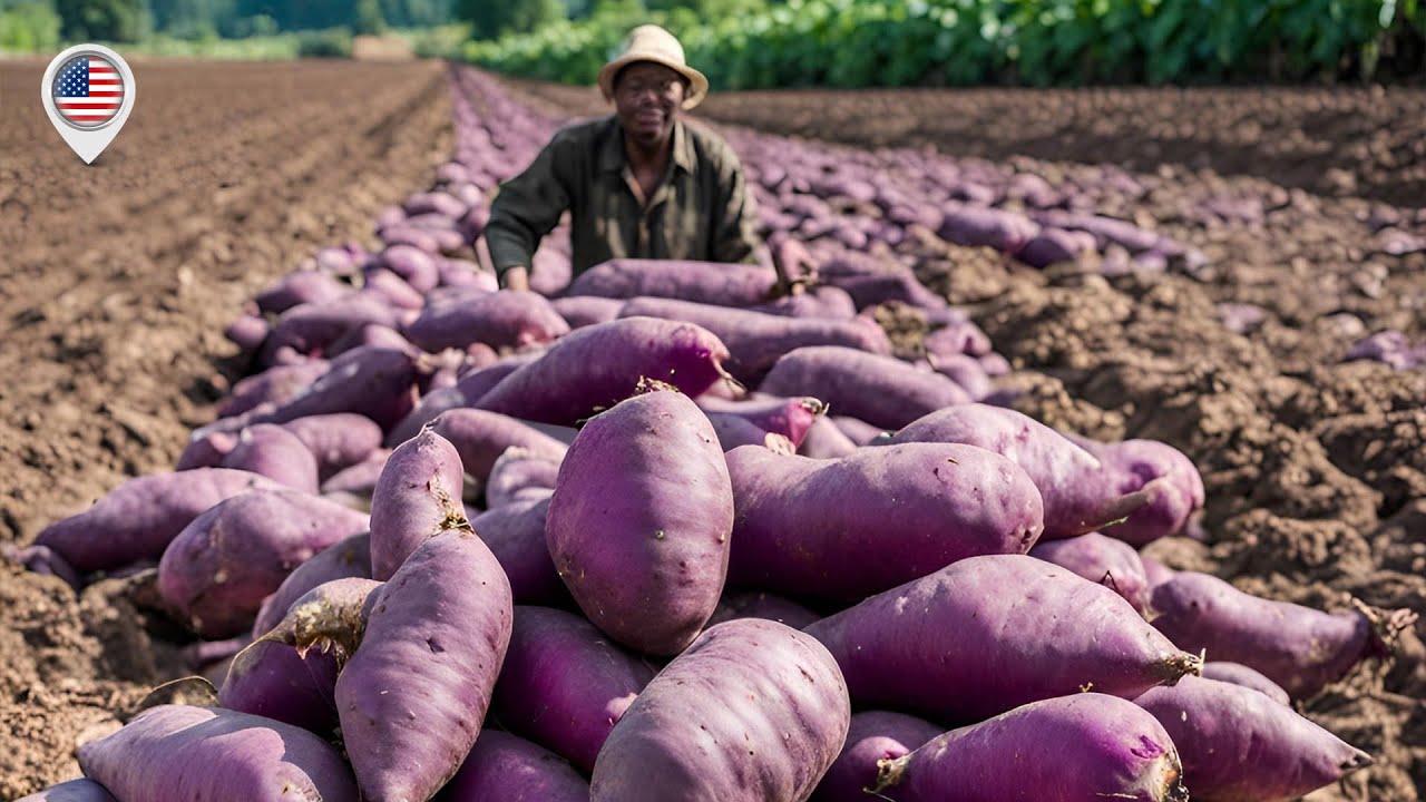 Making Process Sweet Potato Harvesting Machine - YouTube