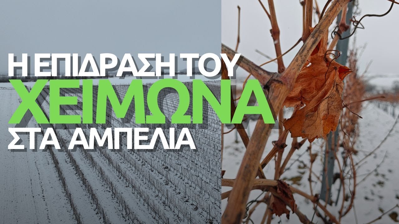 Πως ΕΠΙΔΡΑ Ο Χειμώνας Στο Αμπέλι; (2025) #αμπελι #χειμωνας #αμπελουργια ...