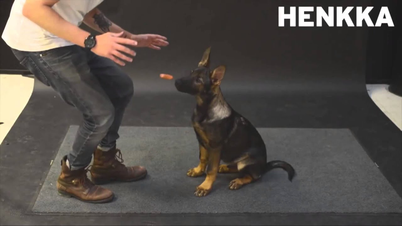 Dogs' Hilarious Reactions to Levitating Hot Dog - YouTube