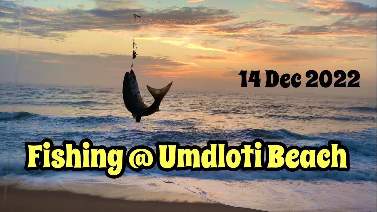 Shad at Umdloti Beach #fishing 14 Dec 2022 - YouTube