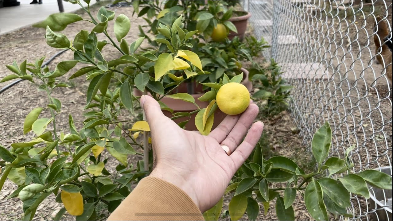 Cold Hardy Citrus Harvest - Sudachi and Yuzu - YouTube