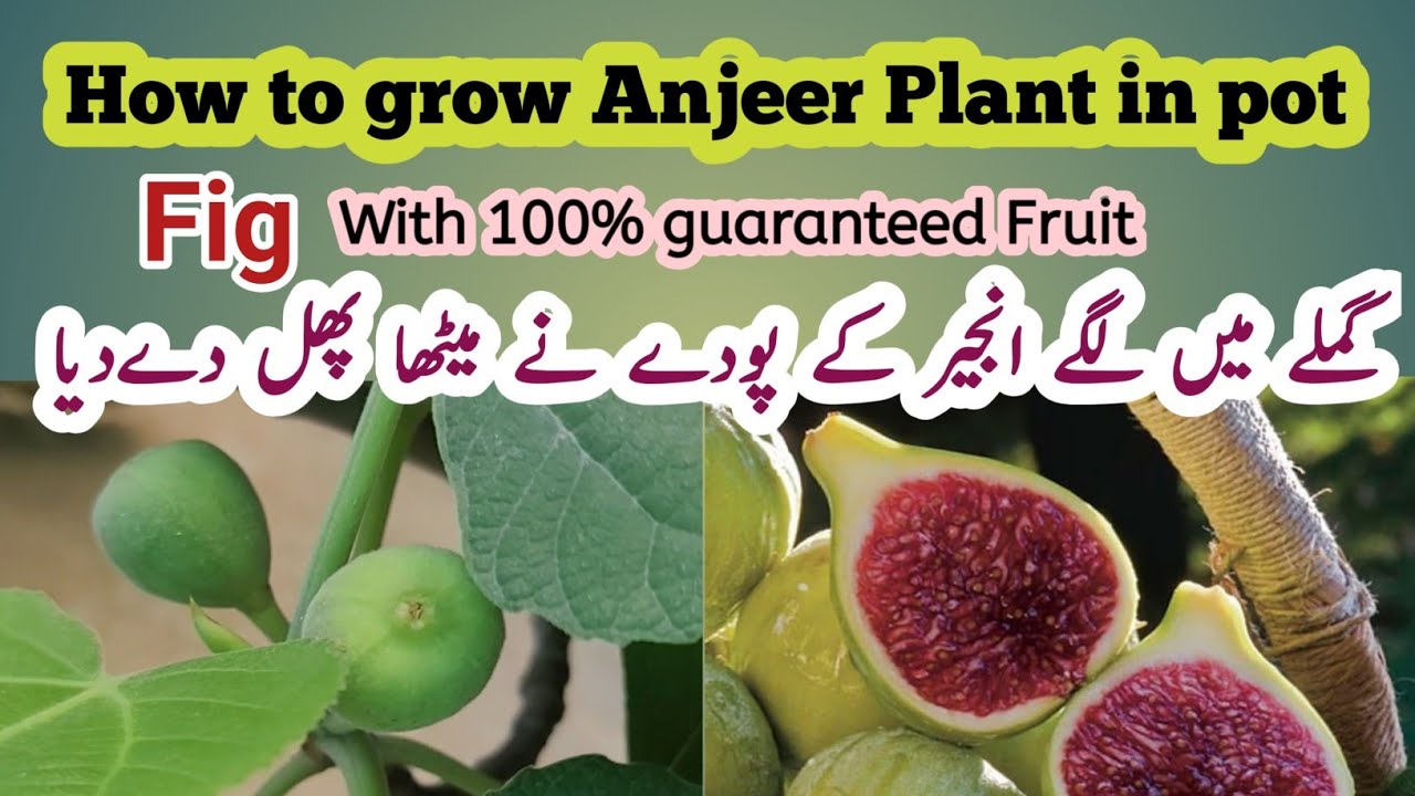 How to grow Fig tree /Anjeer Plant in pot|میرے چھوٹے سے پودے میں انجیر ...