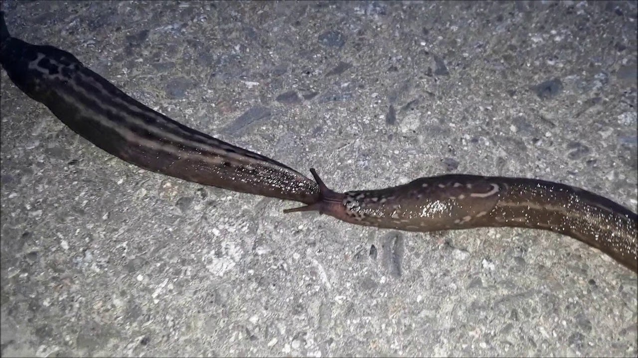 Great Grey Slugs / Leopard Slugs, Biggest and Largest Species. 10-20 cm ...