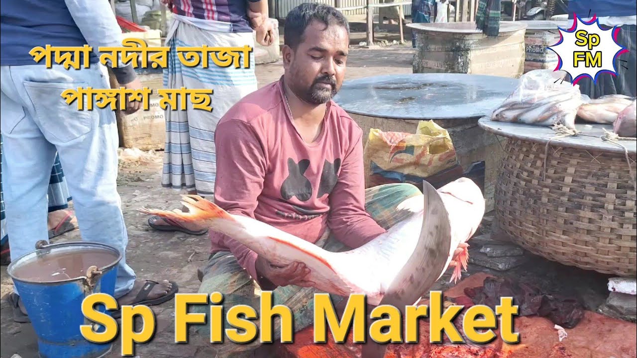 পদ্মা নদীর বড়ো পাঙ্গাশ মাছ কিভাবে কাটতে হয় । মাওয়া মাছের আড়ৎ । Sp ...