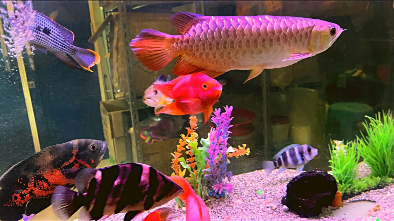 arowana | red devil | oscar | tiger dartz | peacock bass | parrot ...