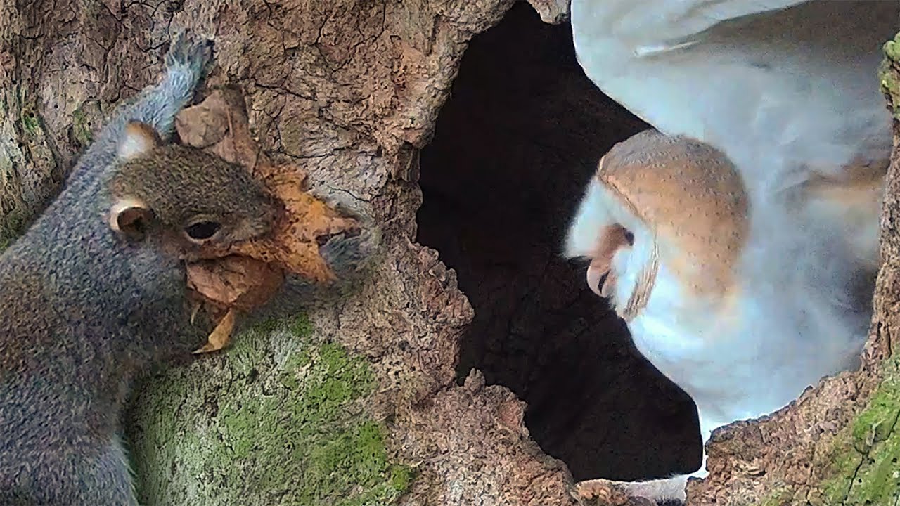 Barn Owl vs Grey Squirrel | Gylfie & Dryer | Robert E Fuller - YouTube