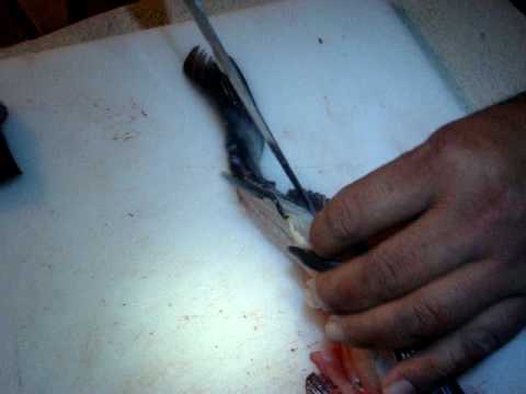 How to fillet a Catfish, clean and easy! - YouTube