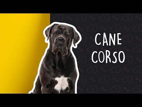 Tudo sobre o CANE CORSO! #Dogueiros #CaneCorso #Raças