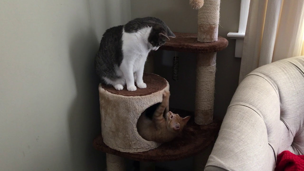 Kitten playing in cat tree (Cat Fail) - YouTube