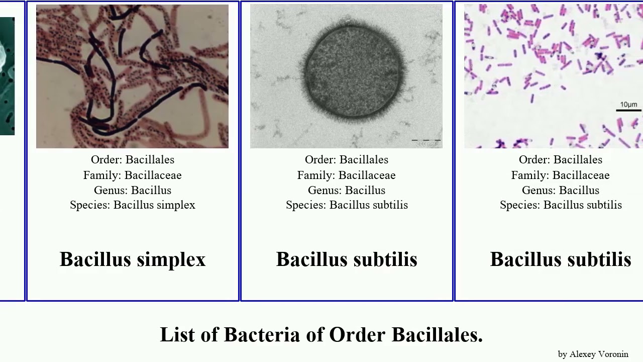 List of Bacteria of Order Bacillales. bacillus staphylococcus ...