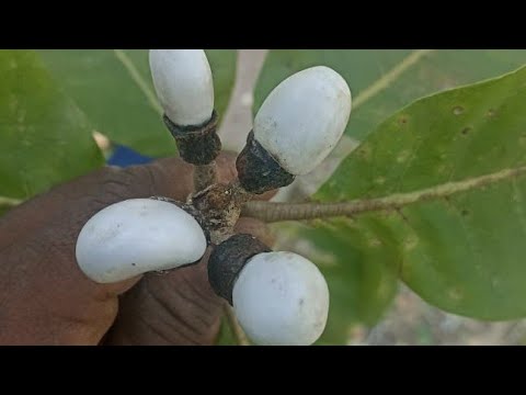 new white biba seeds testing video for white bhilawa original call 🤙🤙🤙🤙 ...