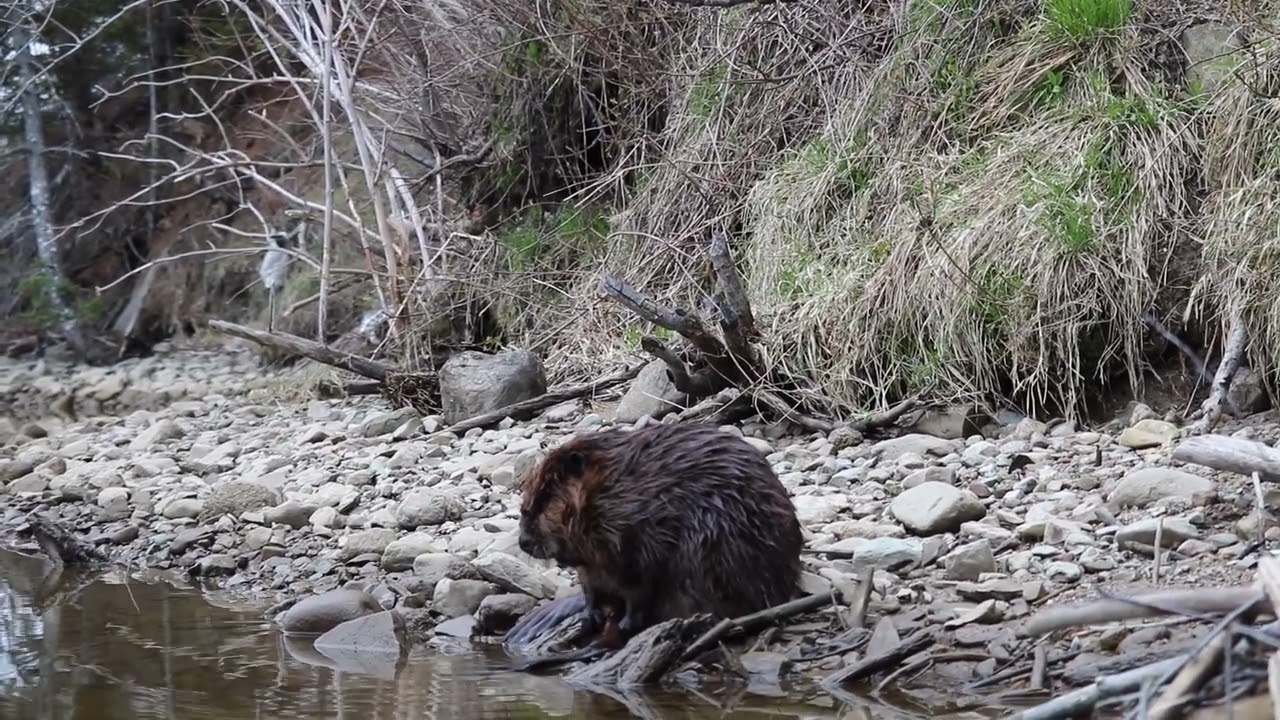 Beaver Chewing Wood