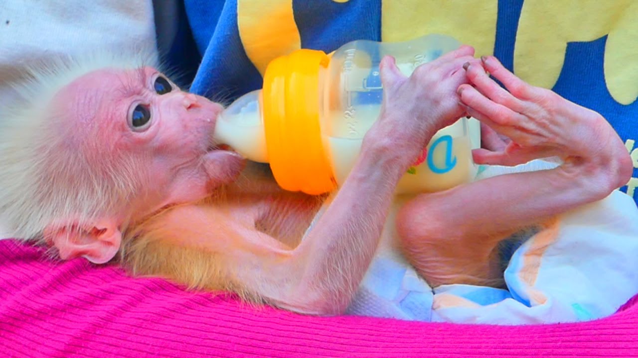 Kira's Routine some activities | Time to feed breakfast for my pet ...