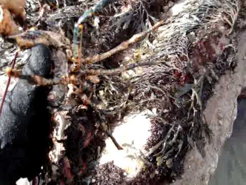 Cleeking a female lobster with berries and letting her go - YouTube