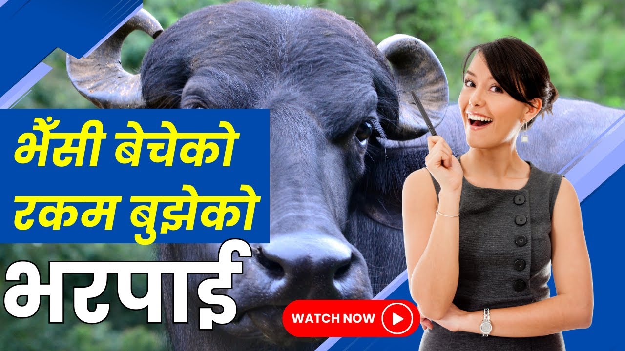 Bhaisi becheko rakam bujheko Bharapai || Bharapai Ko Namuna || Bharapai ...