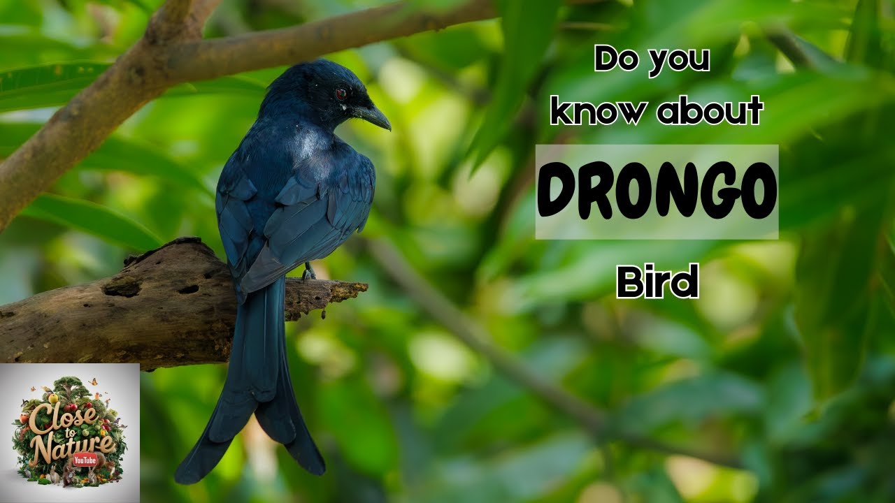 Drongo Bird: The Maestro of Mimicry in the Animal Kingdom - YouTube