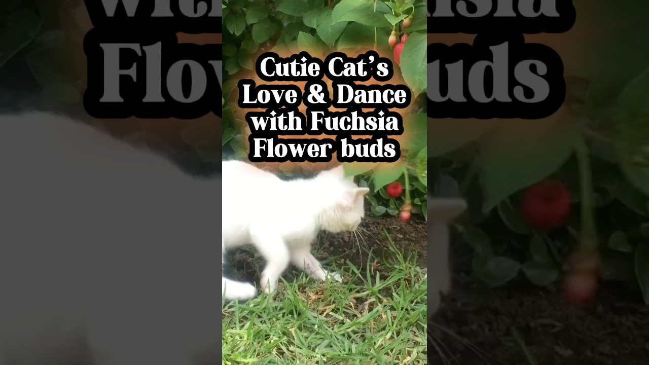 Let us sing for this Cutie Cat’s Love & Dance with Fuchsia Flower buds ...