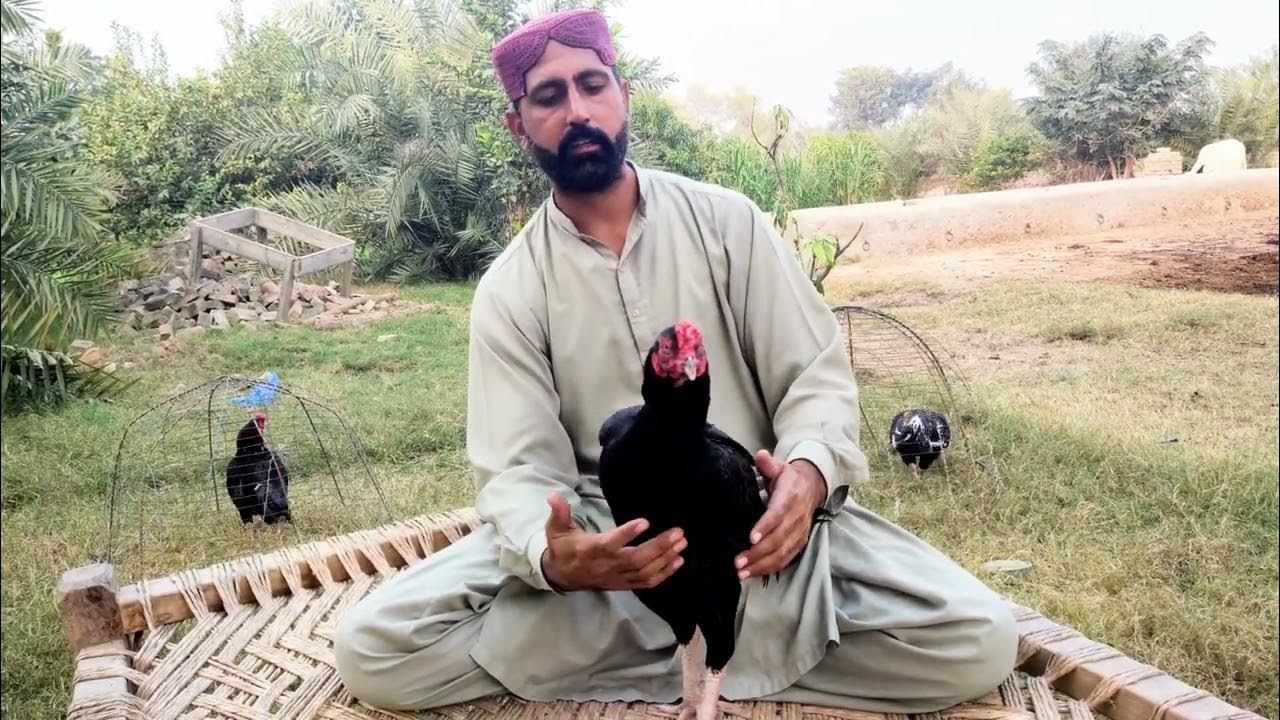 kafi time kay bad pehli video doston k lia aor mushki murgh ka shok karin - YouTube